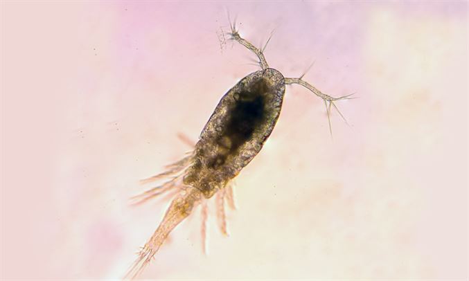 Triconia minuta - Marine Biodiversity Portal of Bangladesh