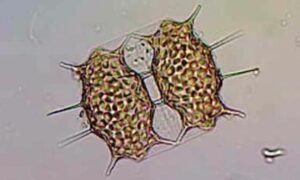 Trieres mobiliensis - Marine Biodiversity Portal of Bangladesh