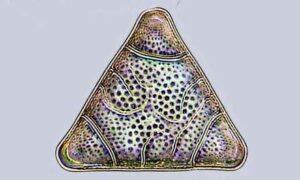 Trigonium alternans - Marine Biodiversity Portal of Bangladesh