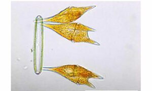 Tripos furca - Marine Biodiversity Portal of Bangladesh