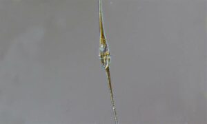 Tripos fusus - Marine Biodiversity Portal of Bangladesh