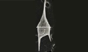 Tripos lineatus - Marine Biodiversity Portal of Bangladesh