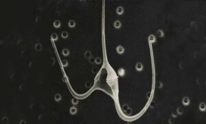 Tripos macroceros - Marine Biodiversity Portal of Bangladesh