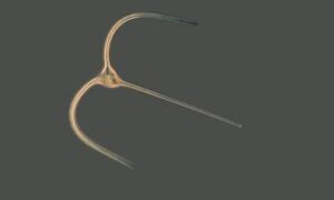 Tripos trichoceros - Marine Biodiversity Portal of Bangladesh