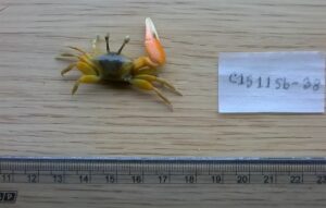 Crabs - Marine Biodiversity Portal of Bangladesh