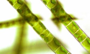 Ulothrix aequalis - Marine Biodiversity Portal of Bangladesh