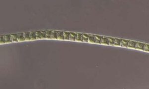 Ulothrix speciosa - Marine Biodiversity Portal of Bangladesh