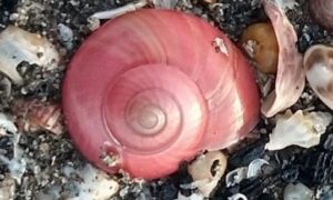 Umbonium vestiarium - Marine Biodiversity Portal of Bangladesh