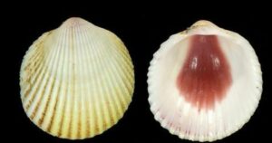 Vasticardium flavum - Marine Biodiversity Portal of Bangladesh