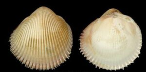 Vepricardium asiaticum - Marine Biodiversity Portal of Bangladesh