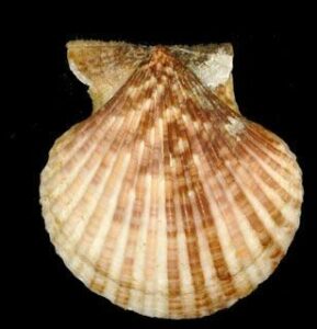 Bivalves - Marine Biodiversity Portal of Bangladesh