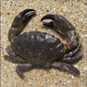 Xantho poressa - Marine Biodiversity Portal of Bangladesh