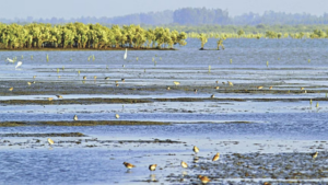 Mud Flat - Marine Biodiversity Portal of Bangladesh