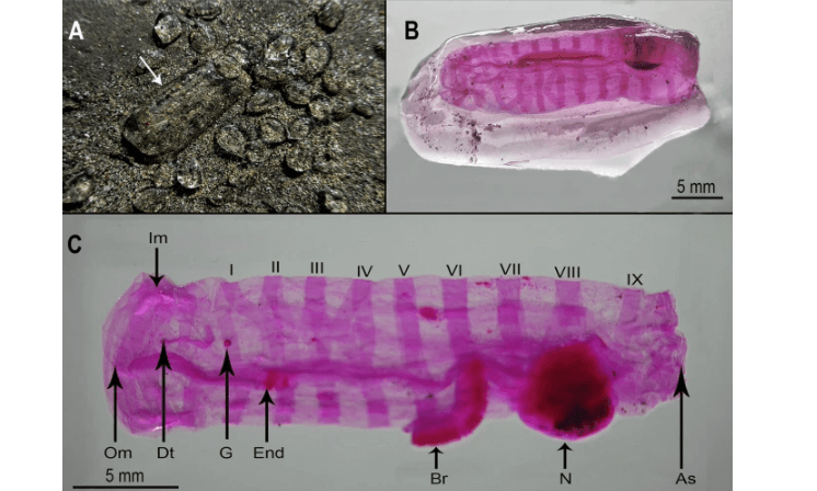 Iasis cylindrica - Marine Biodiversity Portal of Bangladesh