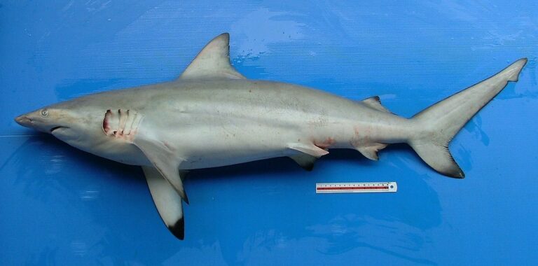Carcharhinus amblyrhynchoides - Marine Biodiversity Portal of Bangladesh