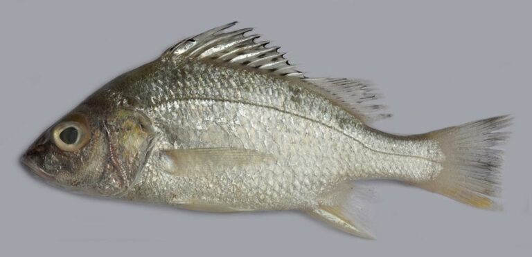 Pomadasys argenteus - Marine Biodiversity Portal of Bangladesh