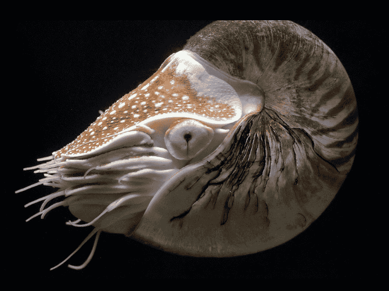 Cephalopods - Marine Biodiversity Portal of Bangladesh