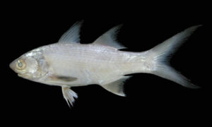 Polydactylus plebeius - Marine Biodiversity Portal of Bangladesh